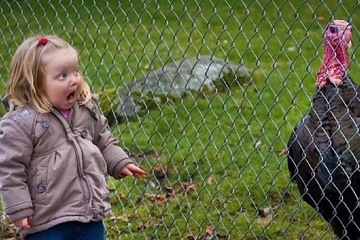 Roumenův Rouming - Zábavné a zajímavé obrázky - Shocked Turkey