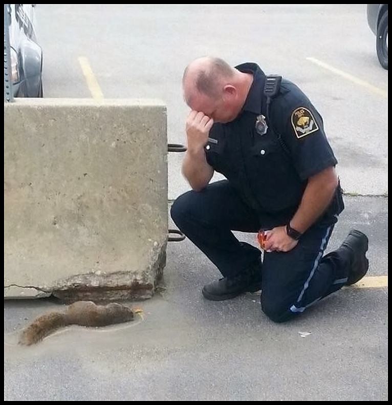 Roumenův Rouming - Zábavné a zajímavé obrázky - rip squirrel