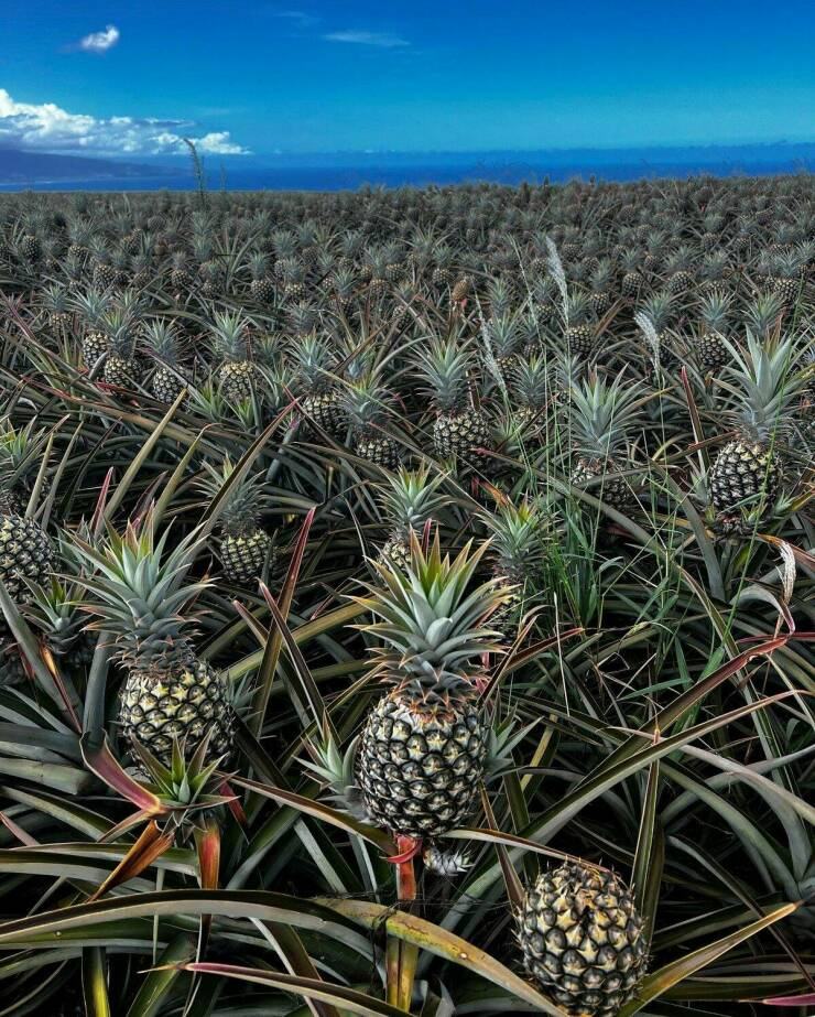 Roumenův Rouming - Zábavné a zajímavé obrázky - suddenly pineapples